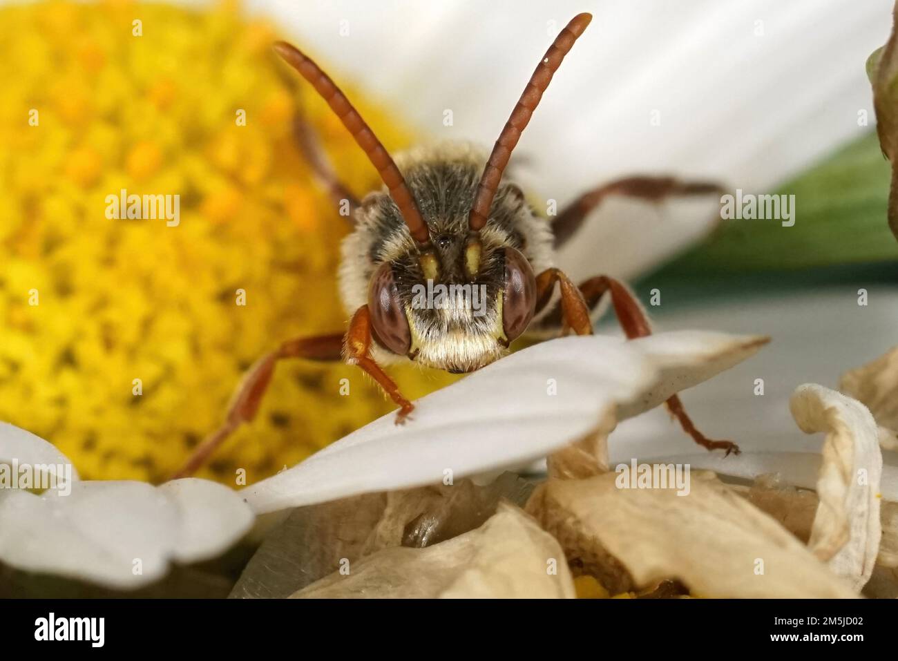 Natural closeup on a male Lathbury's nomad bee, Nomada lathburiana ...