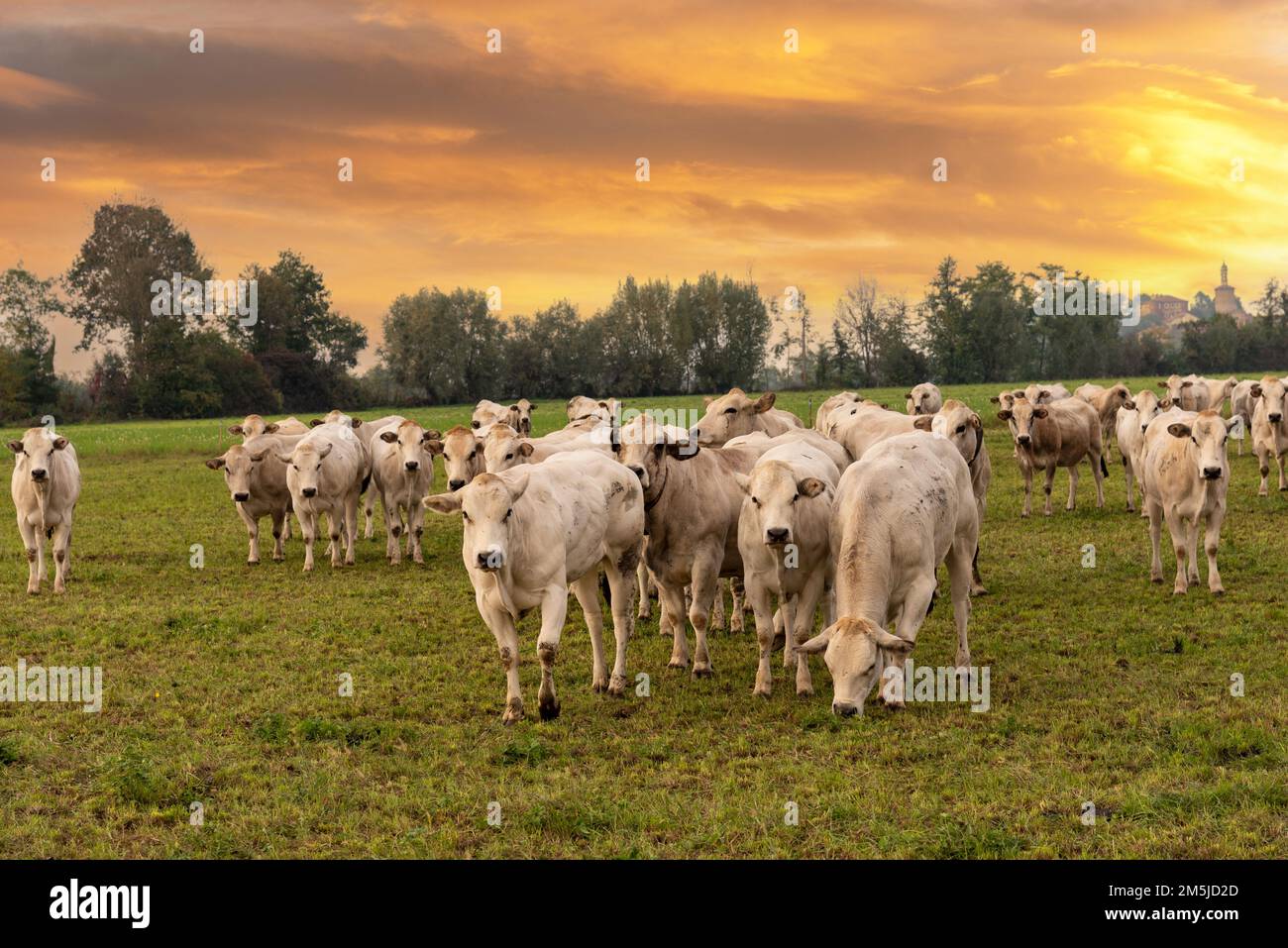 Fassona breed cows grazing on the countryside of the Italian Po valley ...