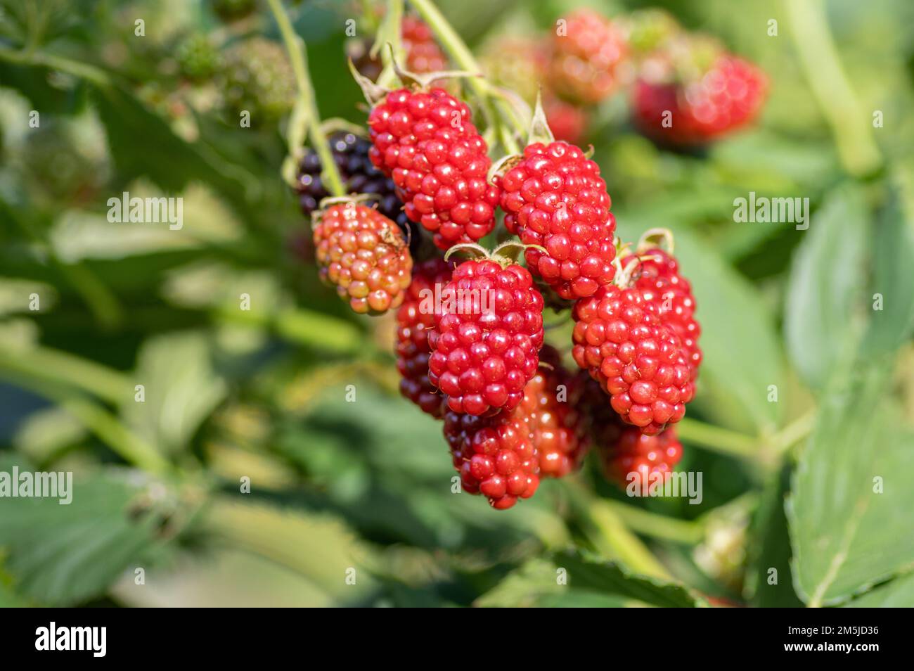 Tayberries hi-res stock photography and images - Alamy