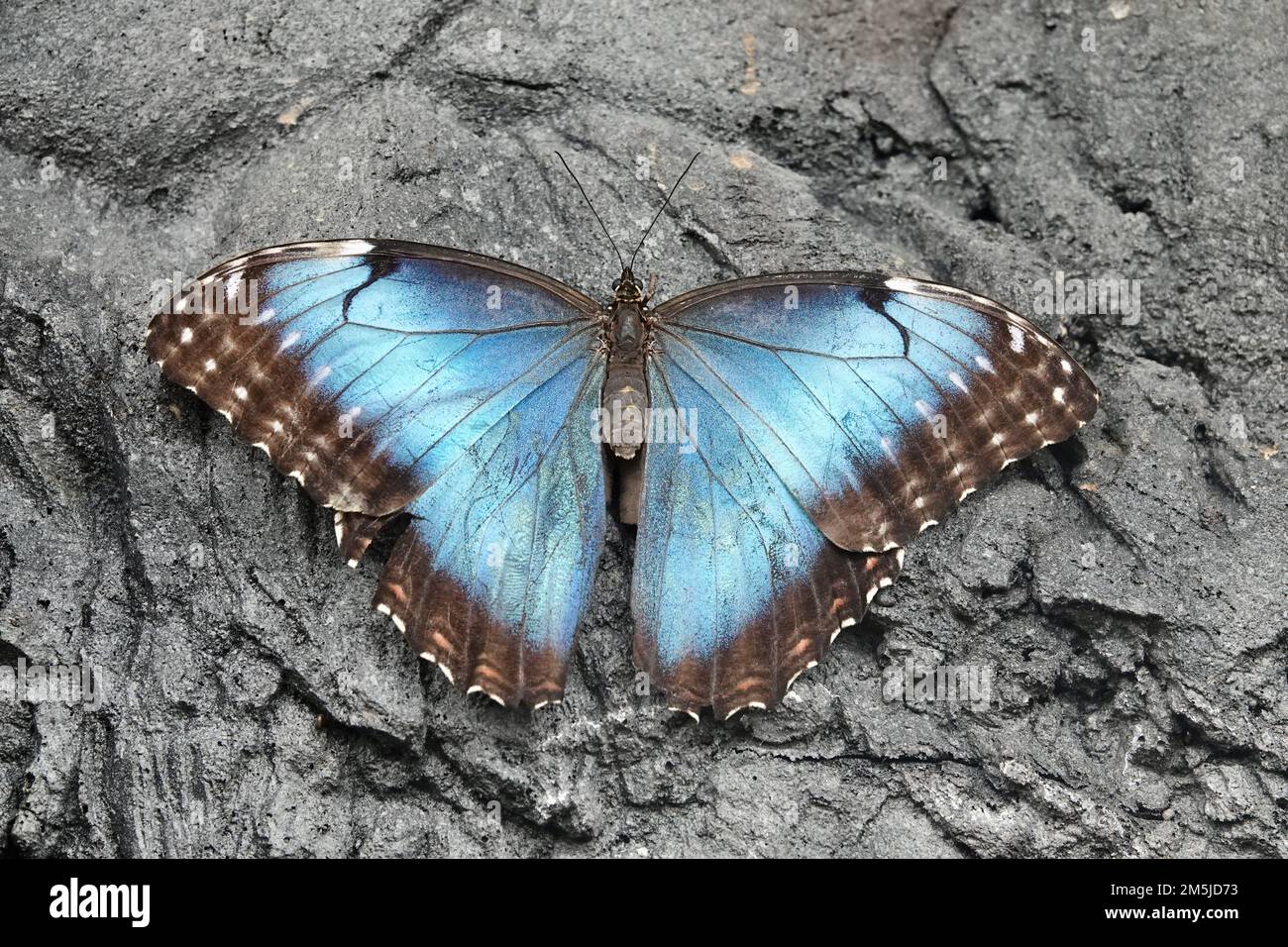 Peleides Blue Morpho - Morpho peleides - tropical butterfly sitting on ...