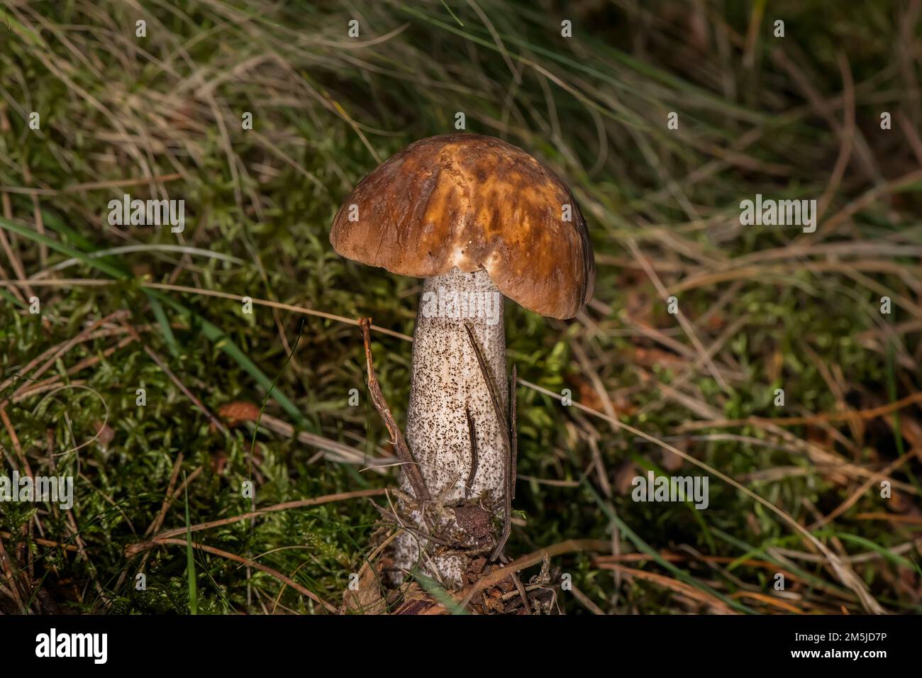 Brown Birch Bolete Mushroom, "Leccinum scabrum" in a forest Stock Photo ...