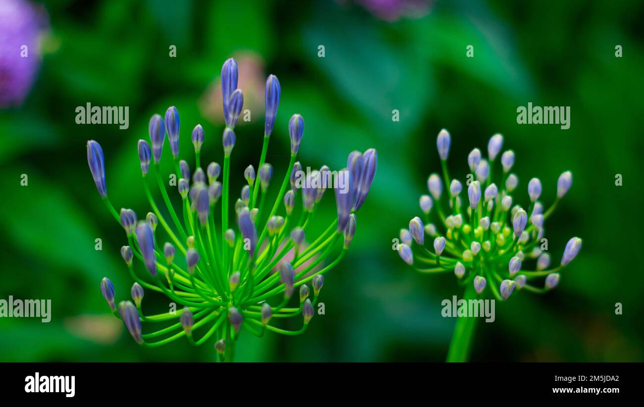Beautiful lilies growing in garden hi-res stock photography and images ...