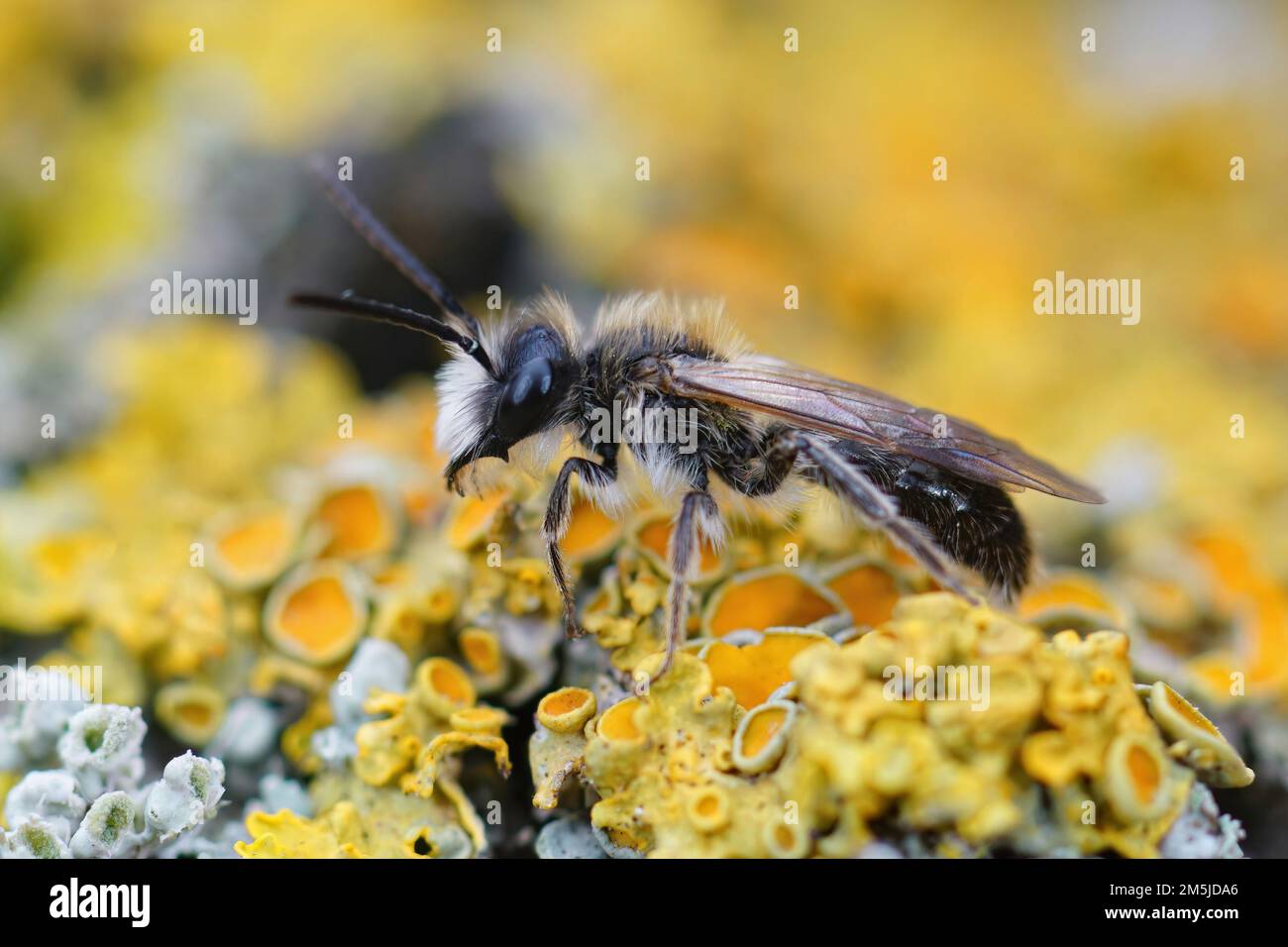 Natural closeup on a hairy male early flying small sallow mining bee ...