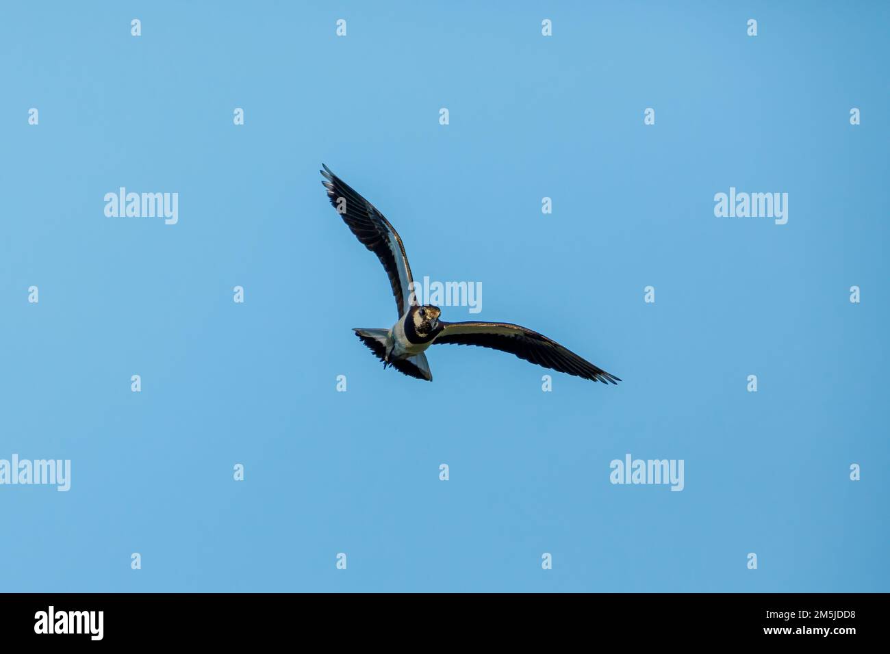 A Lapwing at flight in the Danube Delta Stock Photo - Alamy