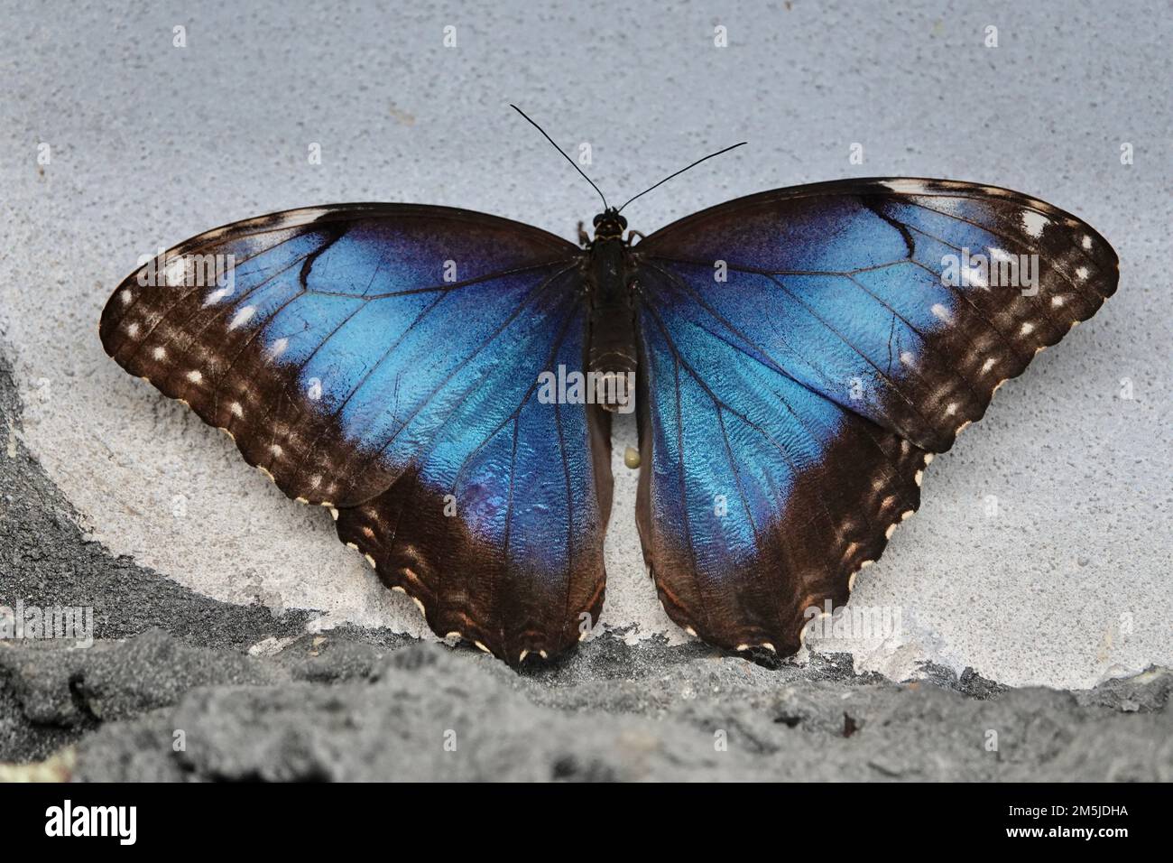 Peleides Blue Morpho - Morpho peleides - tropical butterfly sitting on ...