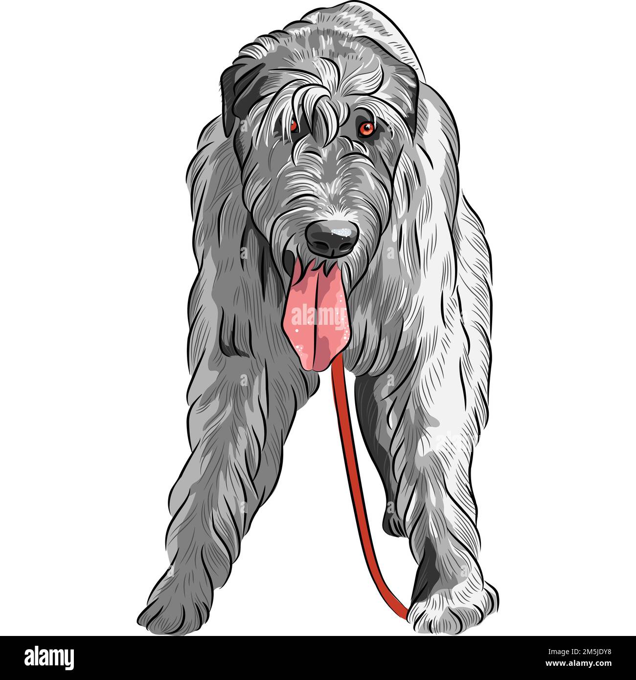Irish wolfhound angry hi-res stock photography and images - Alamy