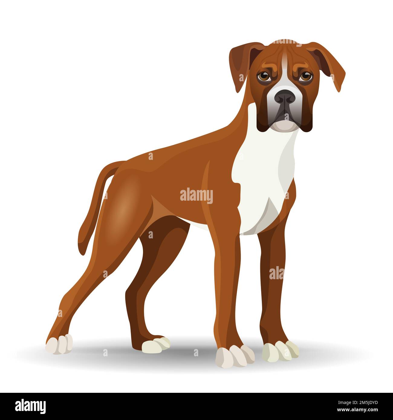 Boxer dog full length vector illustration isolated on white. Medium ...