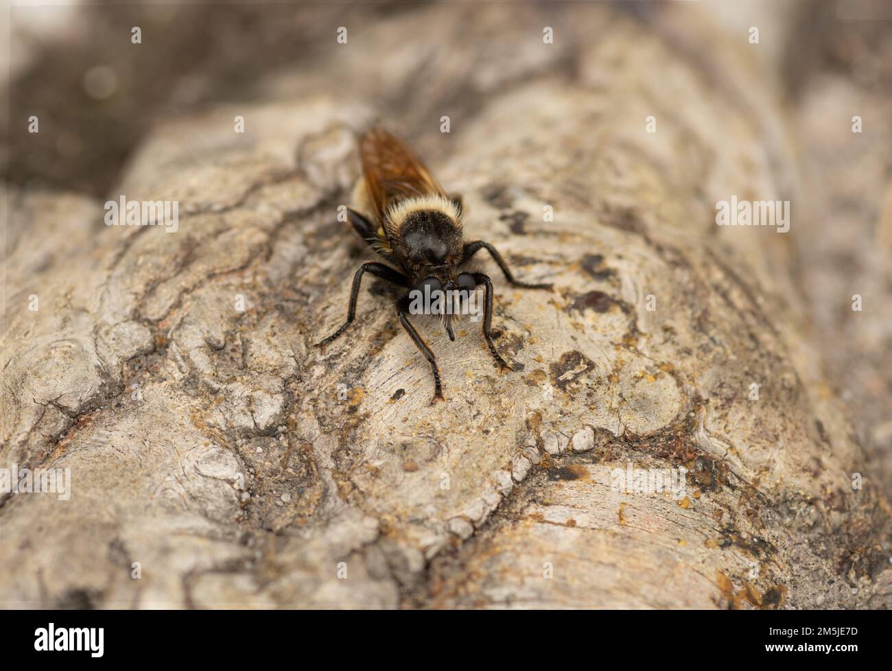 Bumblebee walking on ground hi-res stock photography and images - Alamy