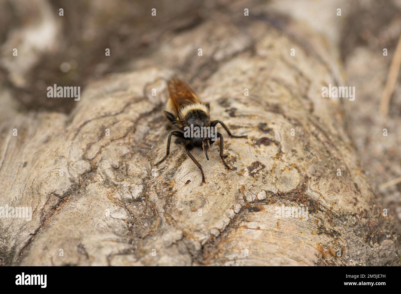 Bumblebee walking on ground hi-res stock photography and images - Alamy