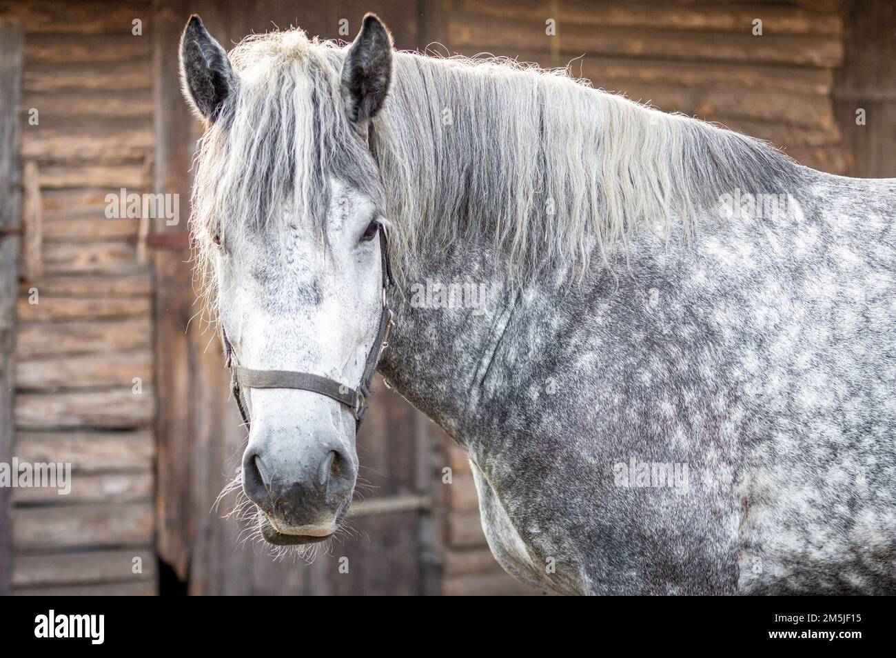 White percheron horse hi-res stock photography and images - Alamy