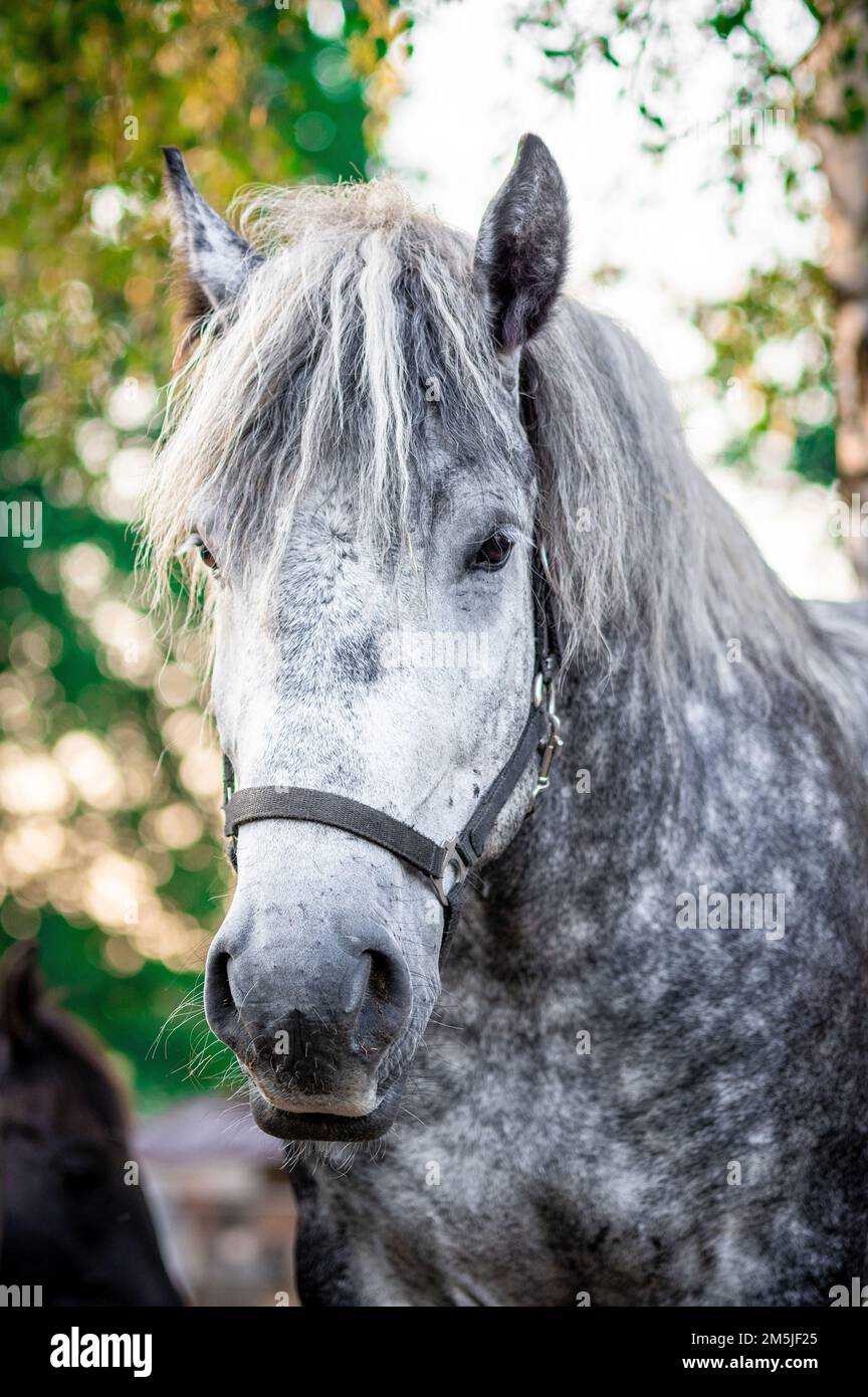A closeup of a white Percheron horse Stock Photo - Alamy
