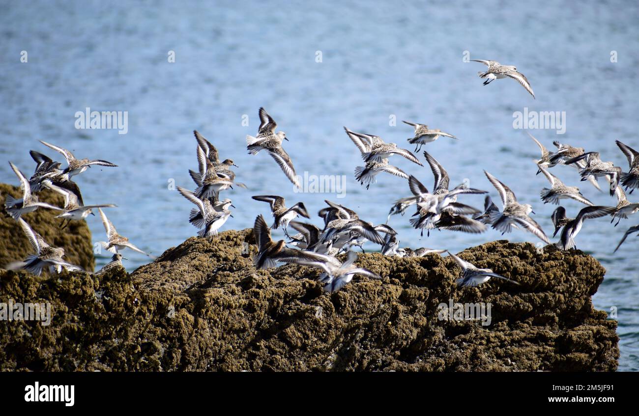 Sanderling flying from rocks by the ocean - Cornwall, UK Stock Photo ...