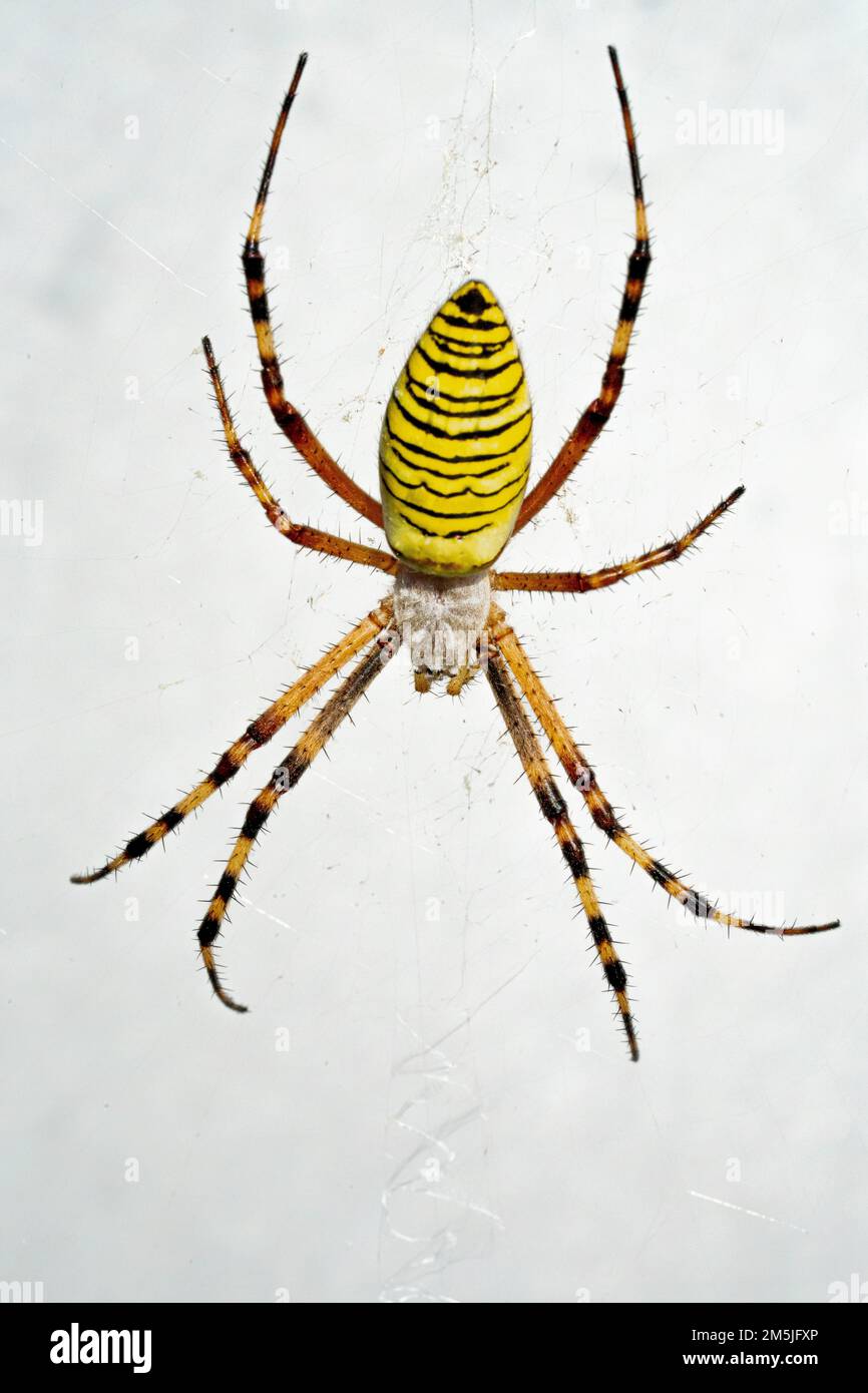 A closeup of Argiope bruennichi spider in white background Stock Photo ...