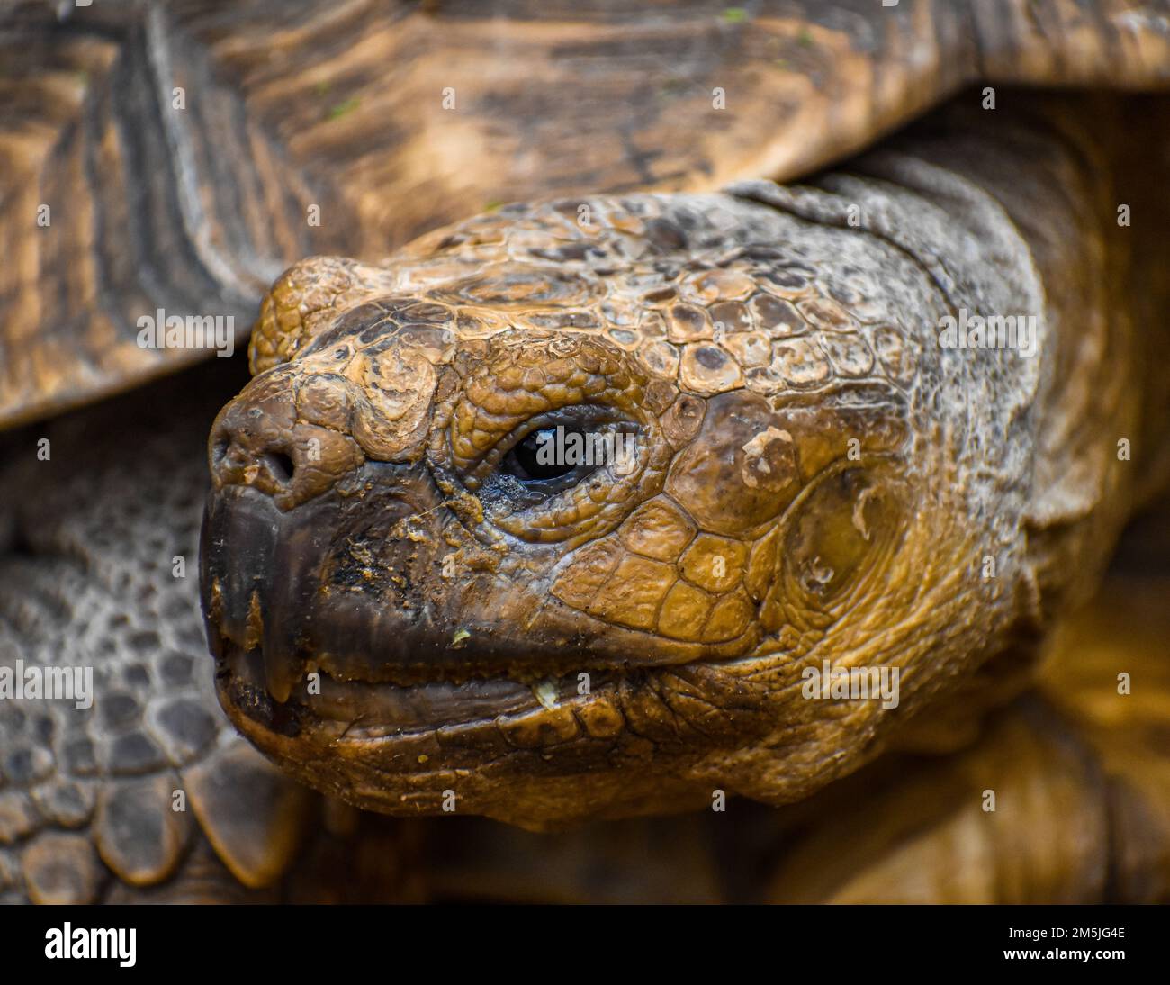 A closeup shot of a Galapagos Giant Tortoise with beautifully textured ...