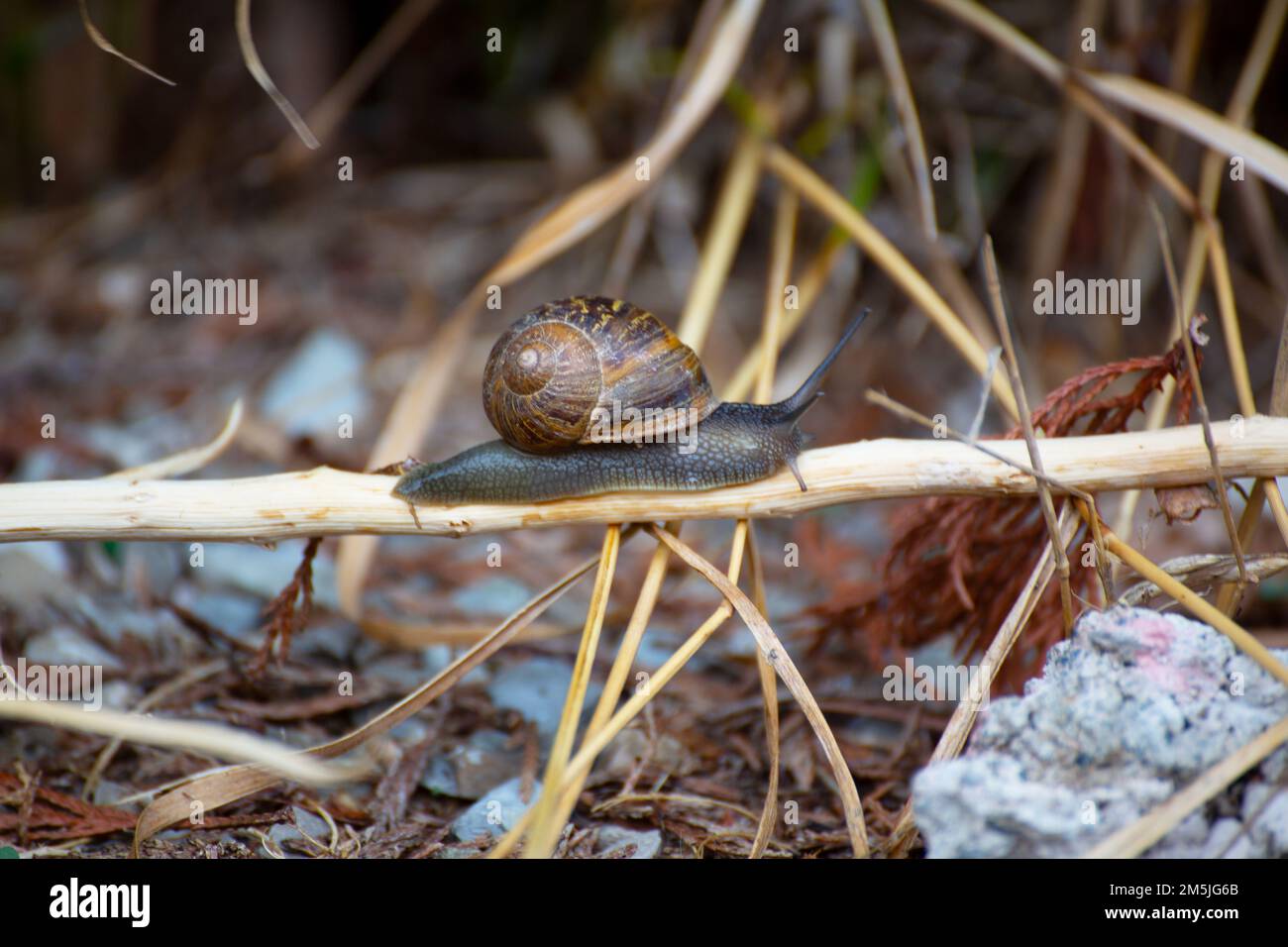 Snail leg hi-res stock photography and images - Alamy