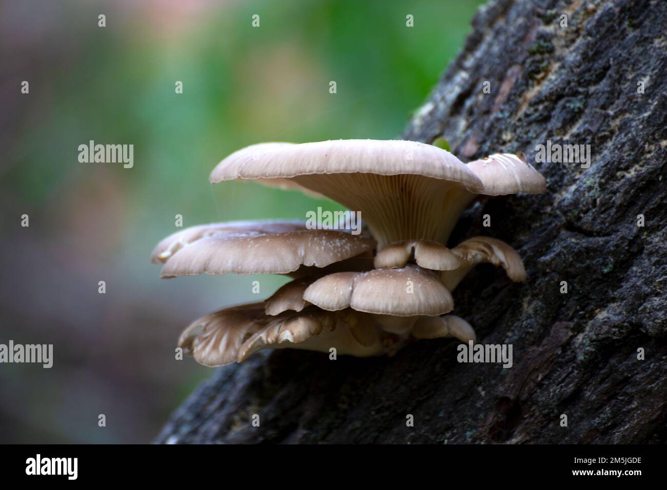 Oyster Mushroom, Mushroom Pleurotus ostreatus Stock Photo - Alamy