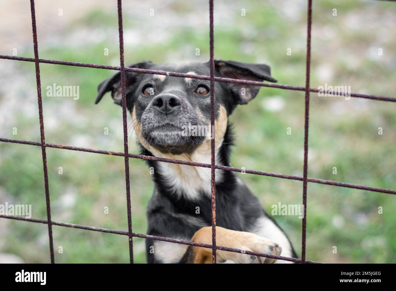 A closeup of a Majorca Ratter breed dog looking out of a fence Stock ...