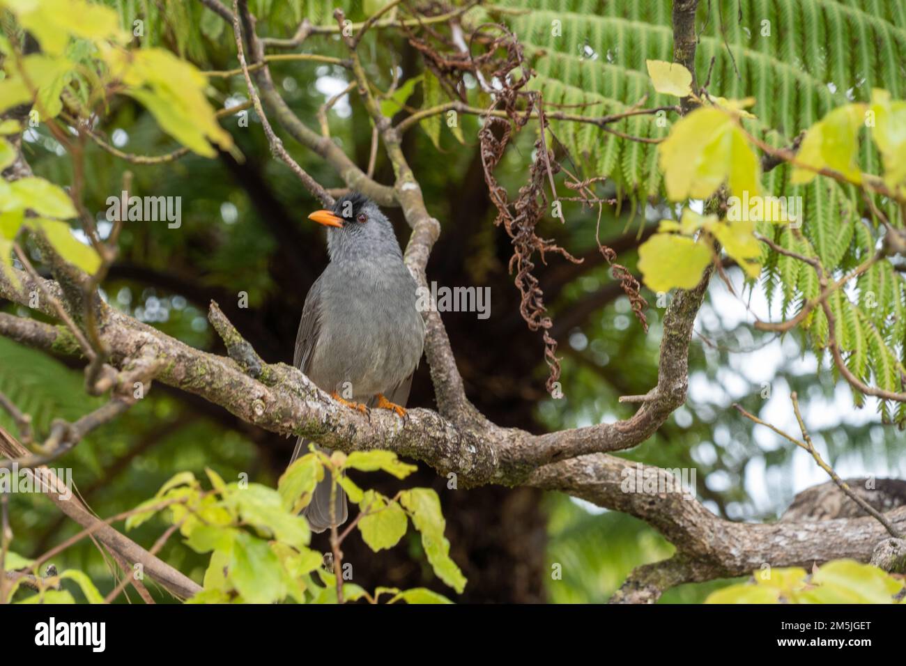 Mauritius Bulbul black bird perched in tree Stock Photo - Alamy