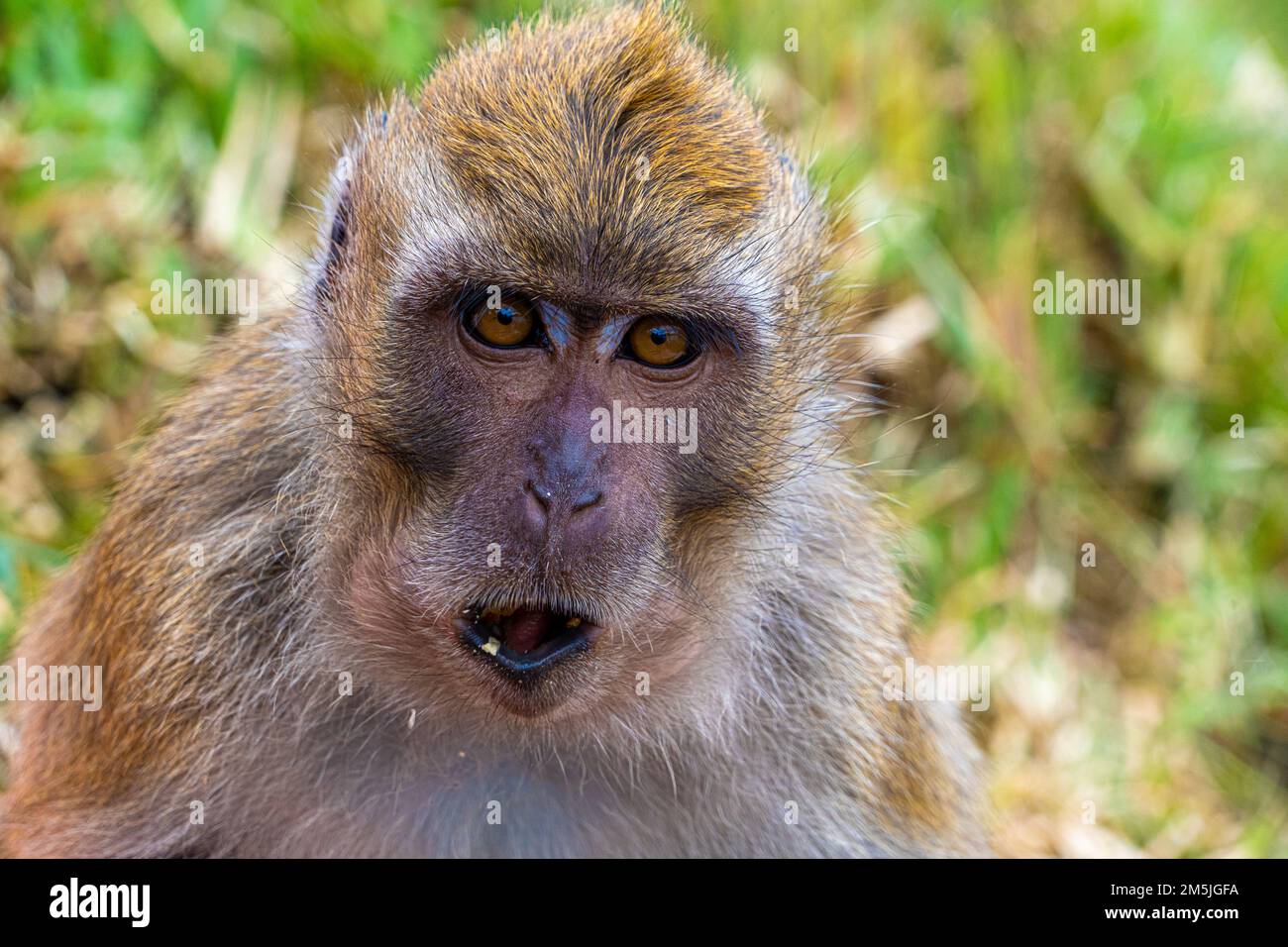 Mauritius grand bassin macaque monkey close up head and shoulders low ...