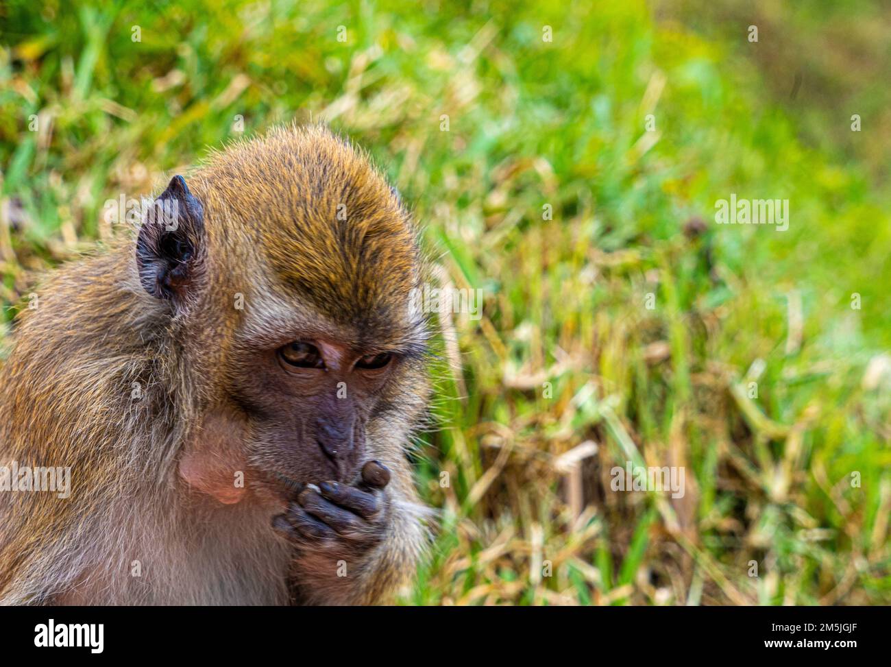 Mauritius grand bassin macaque monkey close up head and shoulders low ...