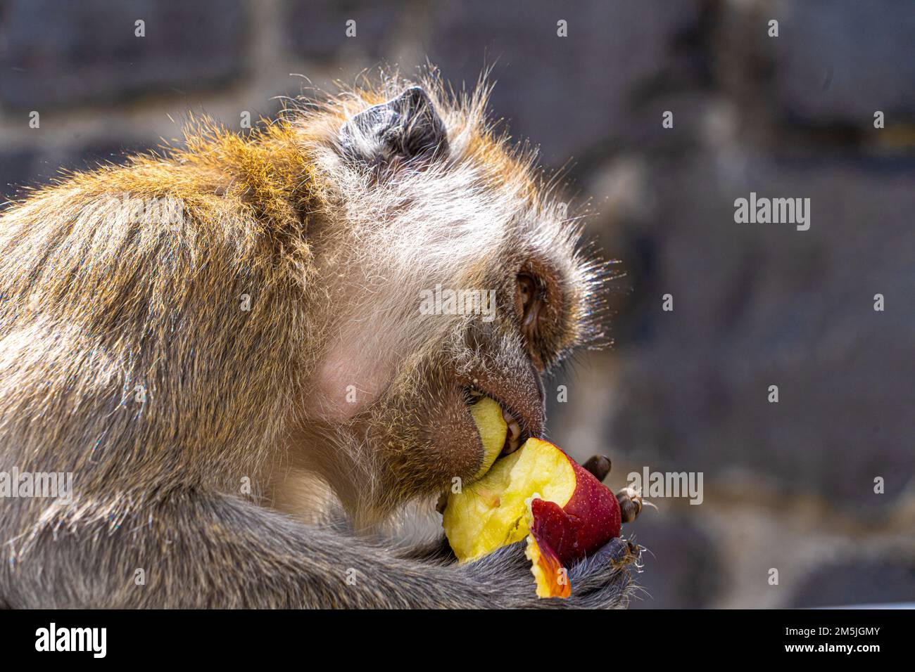Mauritius grand bassin macaque monkey close up head and shoulders low ...