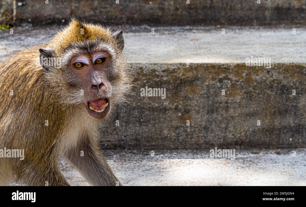 Mauritius grand bassin macaque monkey close up head and shoulders low ...