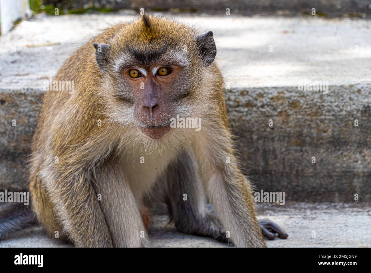Mauritius grand bassin macaque monkey close up head and shoulders low ...
