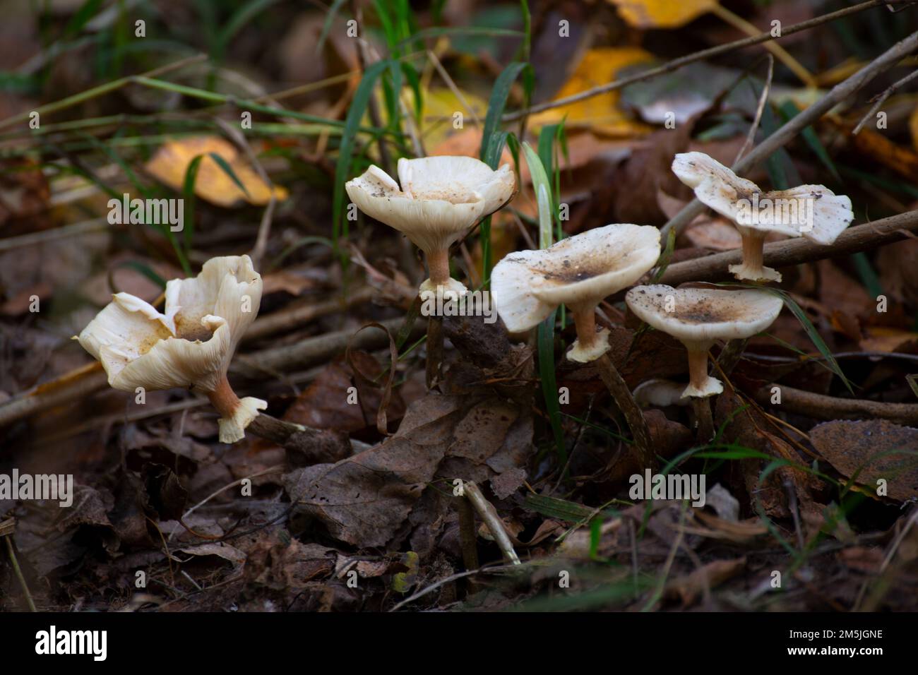 Blue stalk mushroom hi-res stock photography and images - Alamy