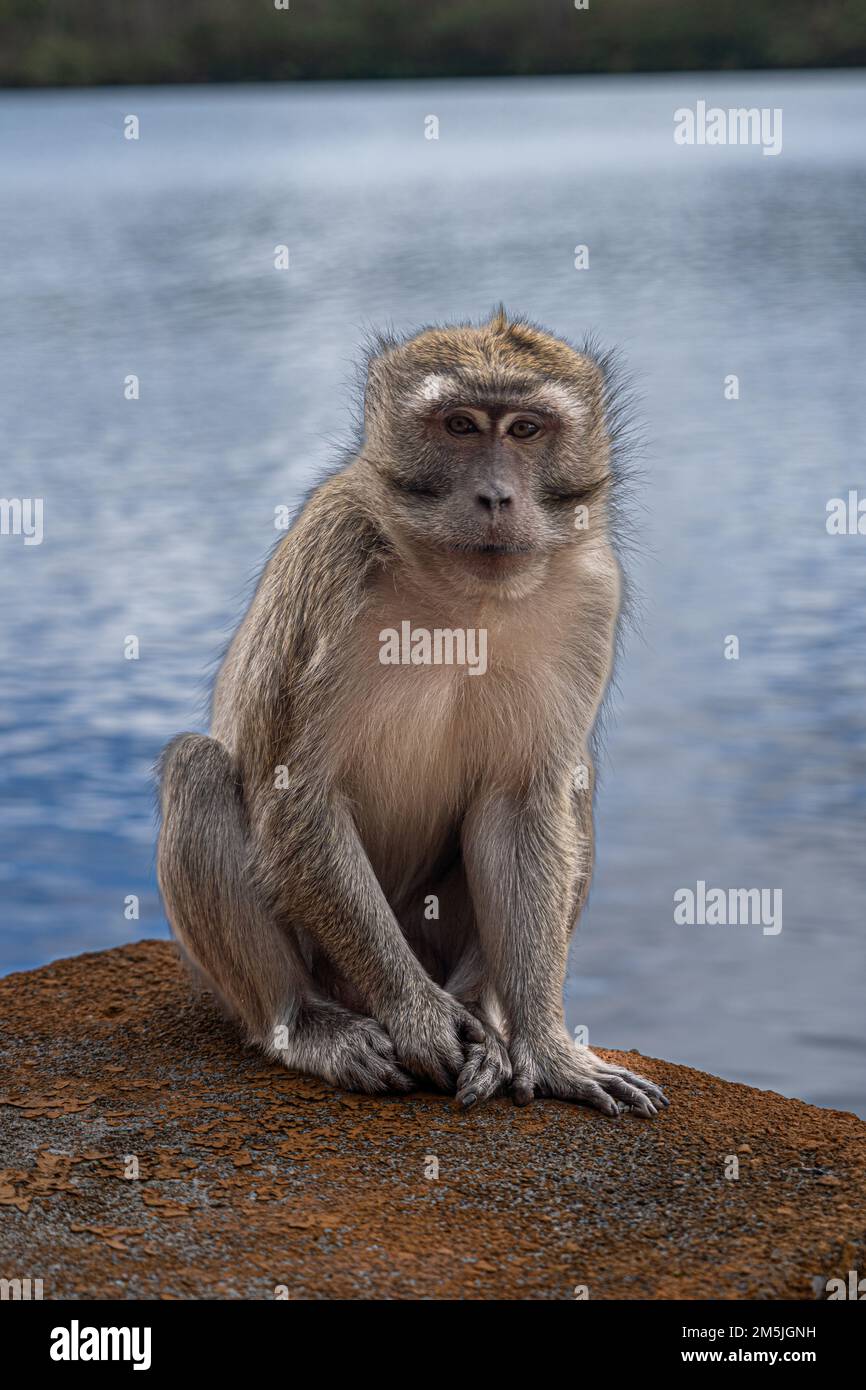 Mauritius grand bassin macaque monkey close up head and shoulders low ...