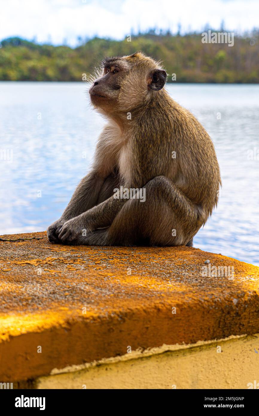 Mauritius grand bassin macaque monkey close up head and shoulders low ...