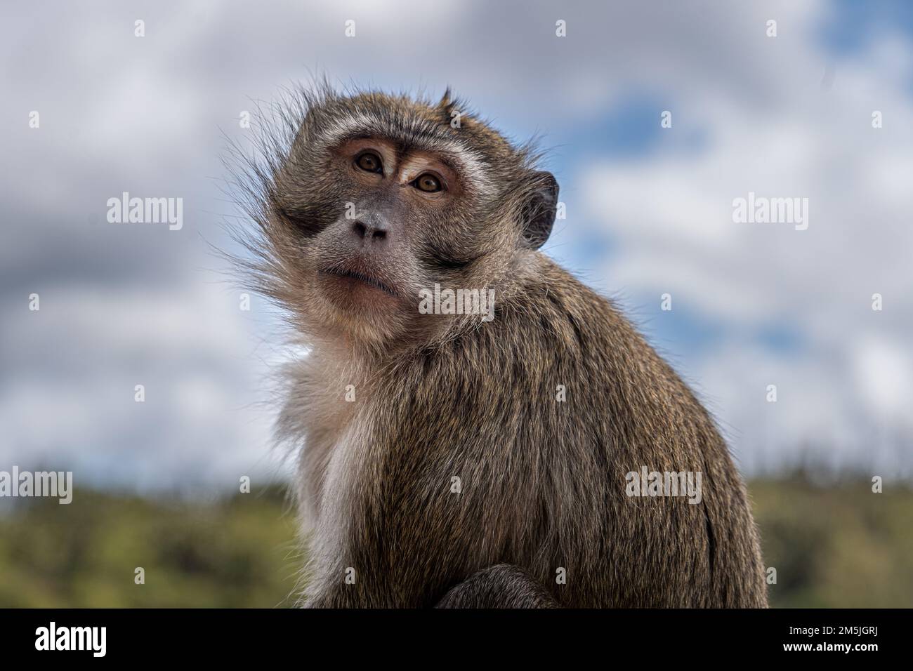 Mauritius grand bassin macaque monkey close up head and shoulders low ...