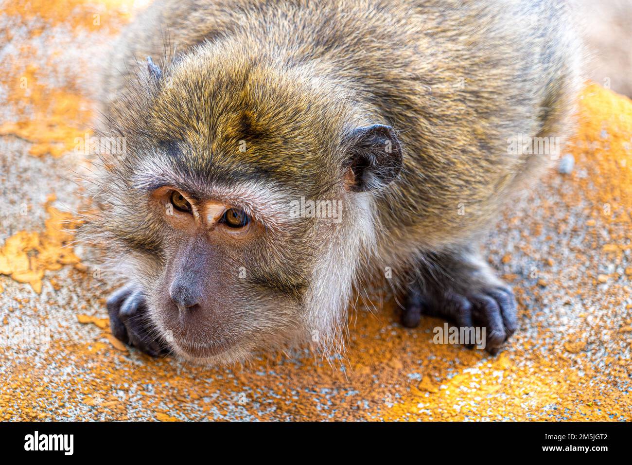 Monkey grand bassin mauritius hi-res stock photography and images - Alamy