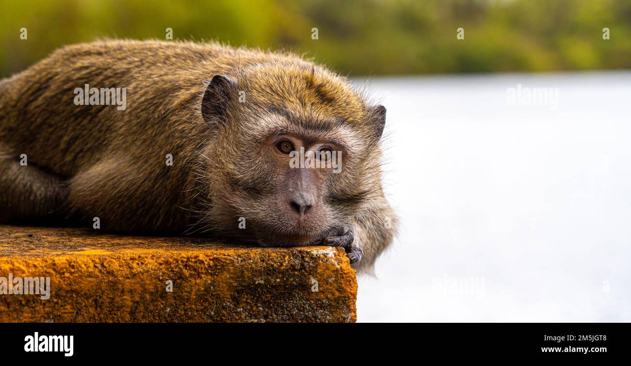 Monkey grand bassin mauritius hi-res stock photography and images - Alamy