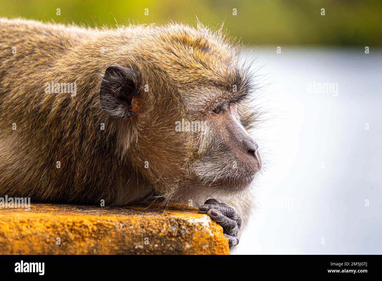 Monkey grand bassin mauritius hi-res stock photography and images - Alamy