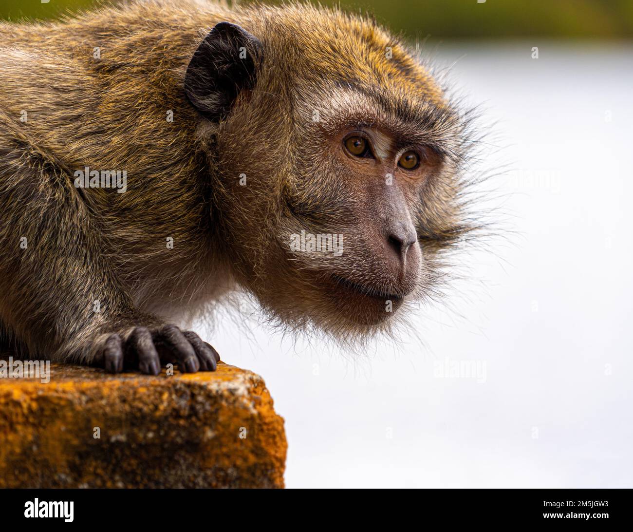 Monkey grand bassin mauritius hi-res stock photography and images - Alamy