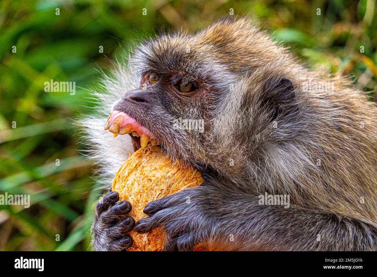 Monkey grand bassin mauritius hi-res stock photography and images - Alamy