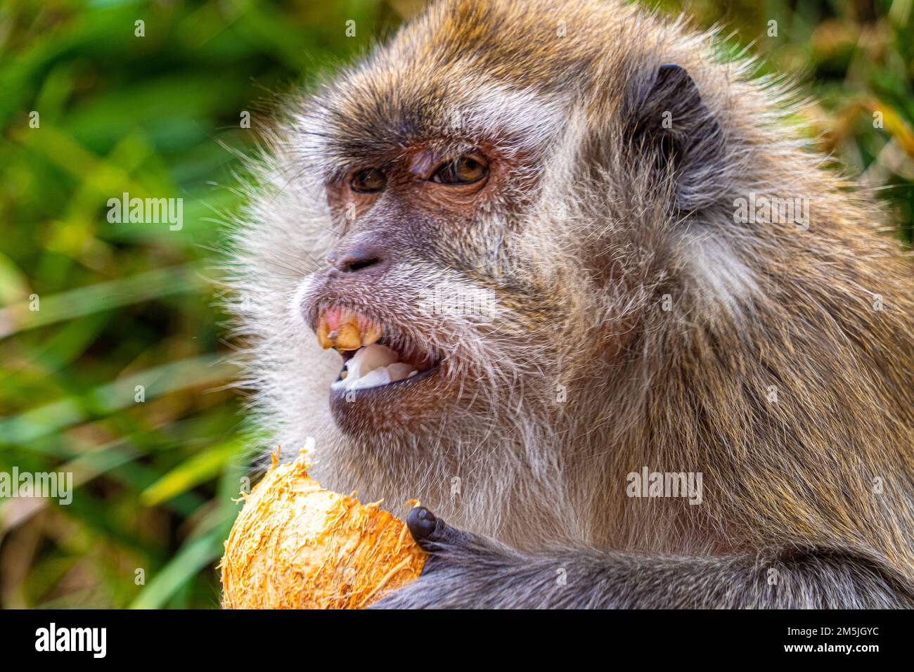 Mauritius grand bassin macaque monkey close up head and shoulders low ...