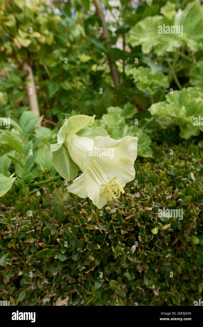 Cobea scandes f.alba flower close up Stock Photo - Alamy
