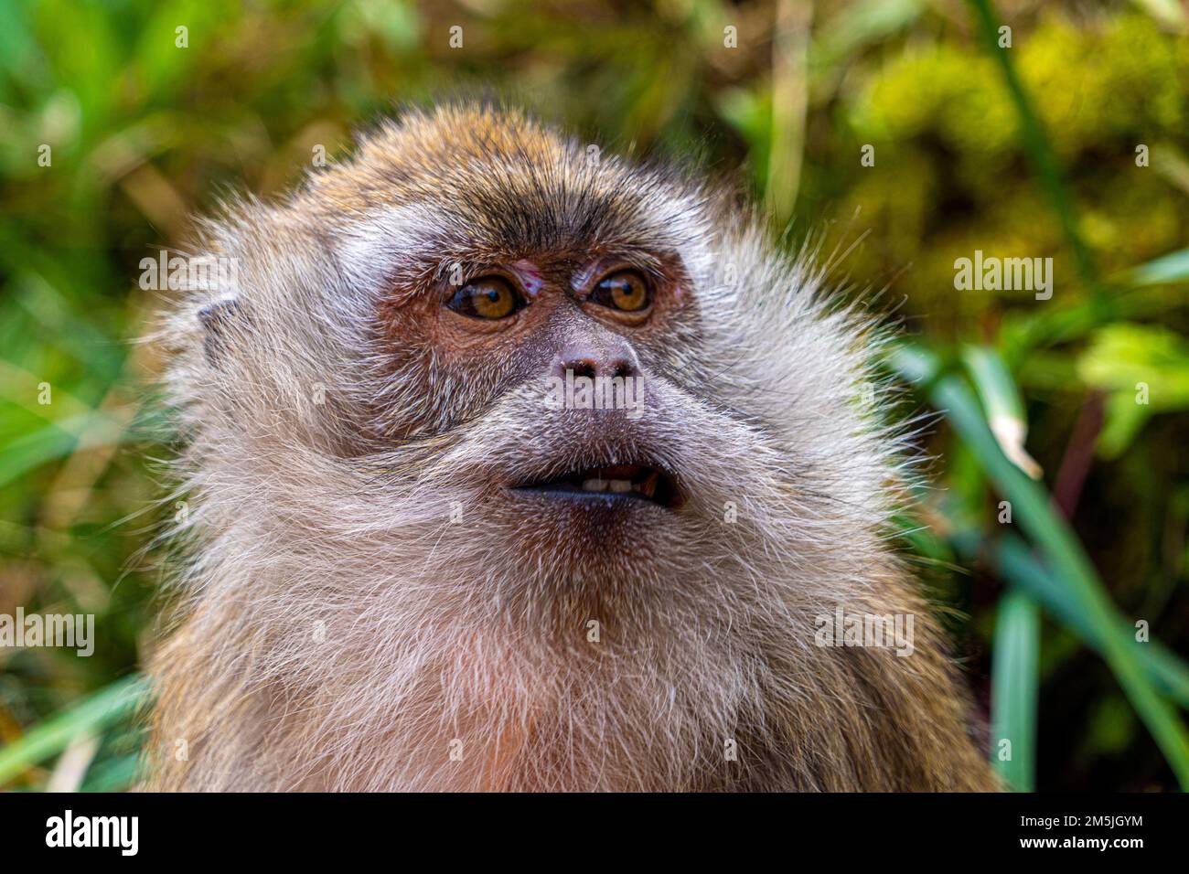 Mauritius grand bassin macaque monkey close up head and shoulders low ...