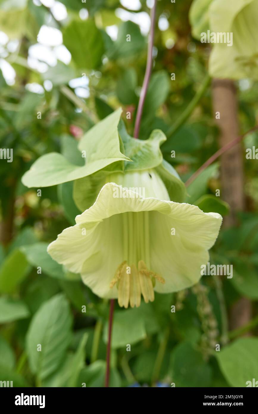 Cobea scandes hi-res stock photography and images - Alamy