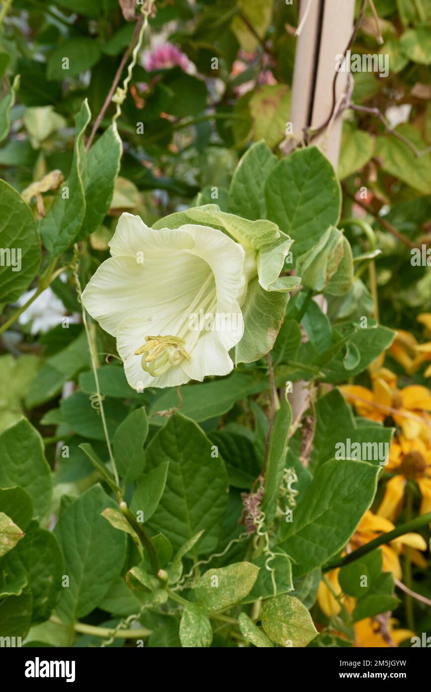 Cobea scandes hi-res stock photography and images - Alamy