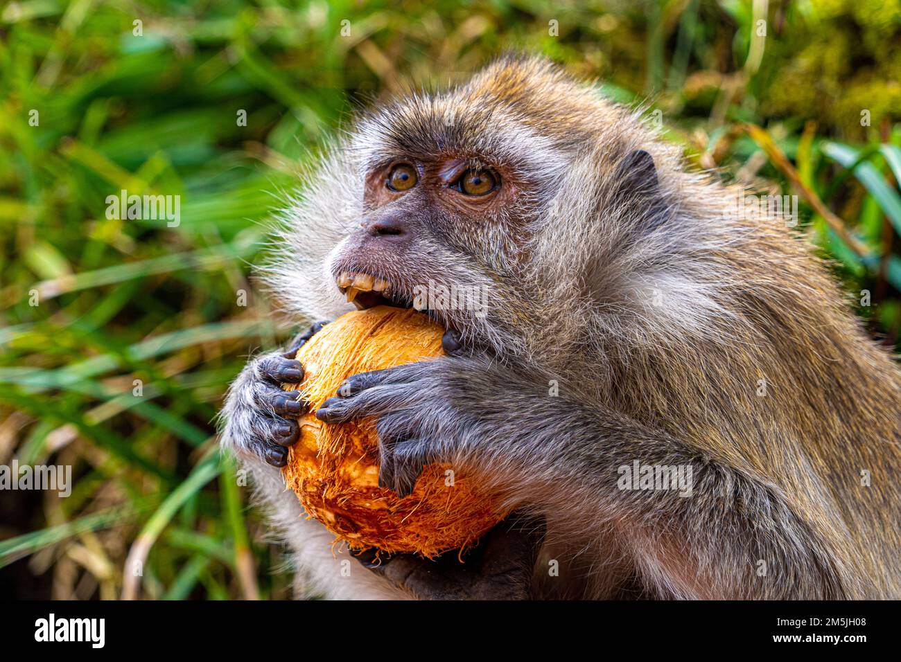 Monkey grand bassin mauritius hi-res stock photography and images - Alamy