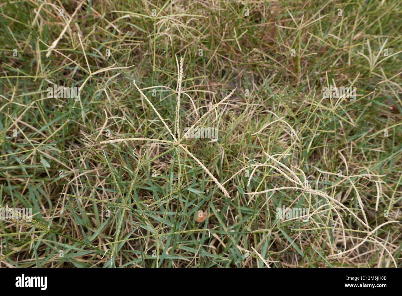 Cynodon dactylon grass in bloom Stock Photo - Alamy