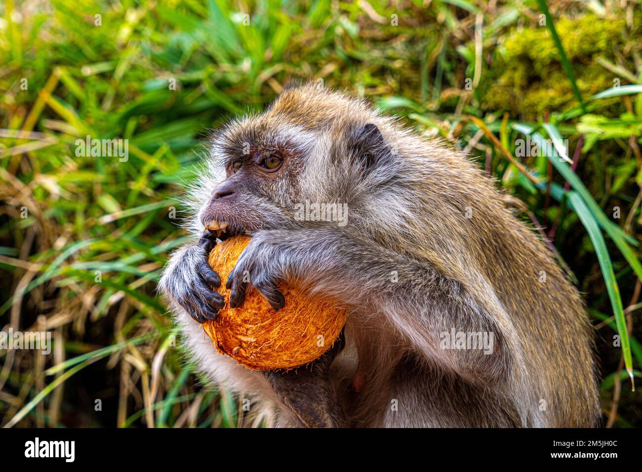 Mauritius grand bassin macaque monkey close up head and shoulders low ...
