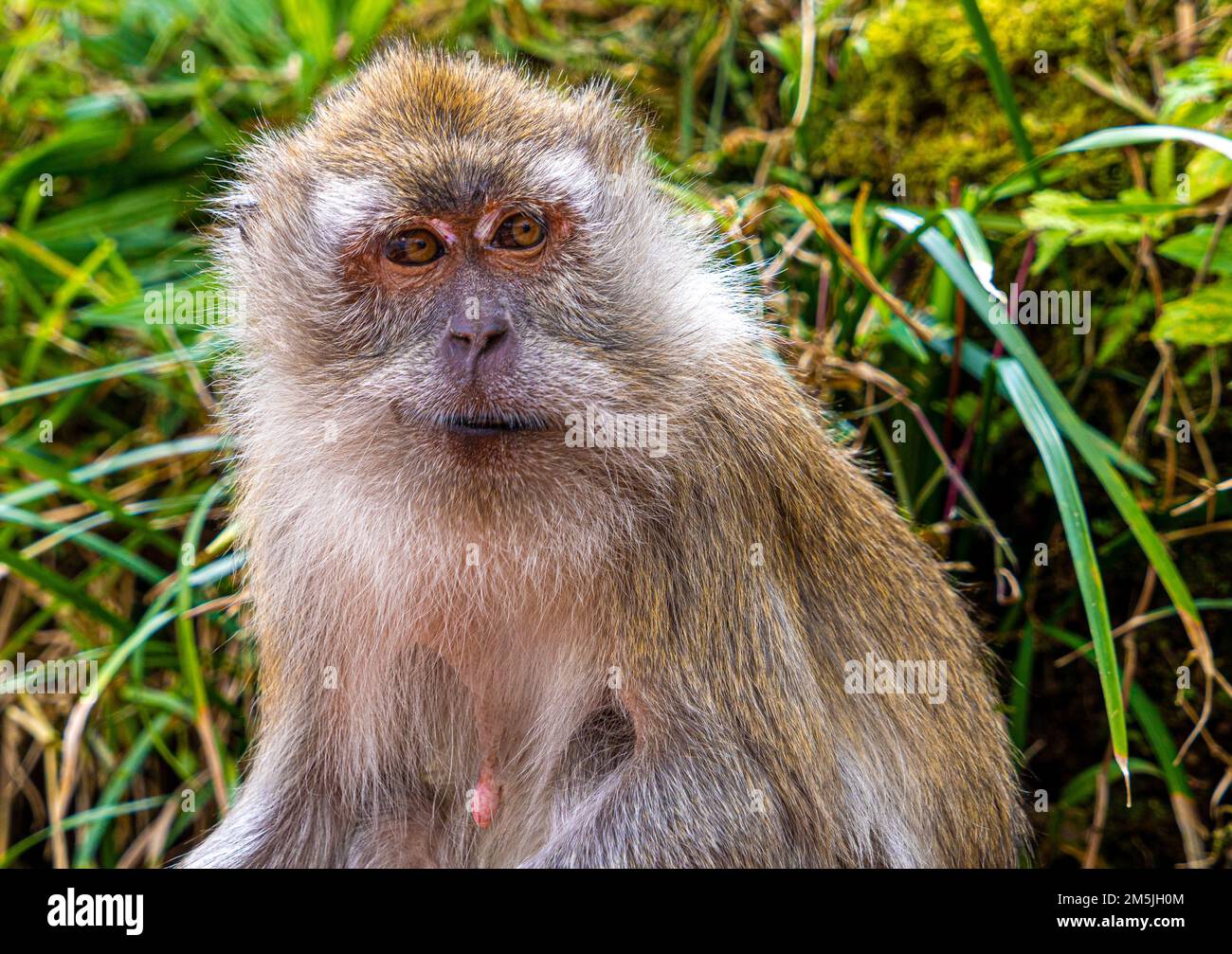 Mauritius grand bassin macaque monkey close up head and shoulders low ...