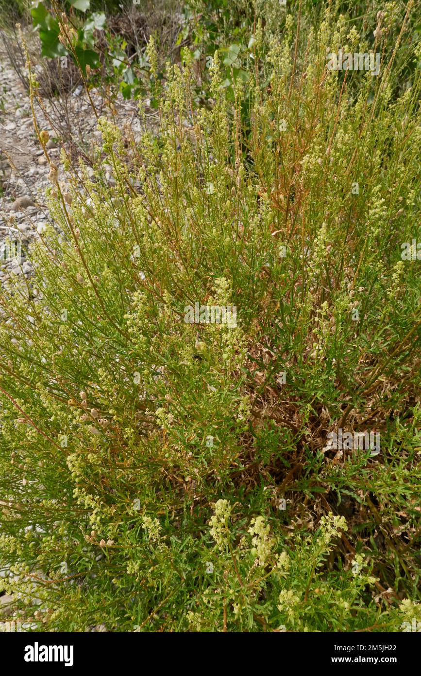 Reseda lutea plant in bloom Stock Photo - Alamy