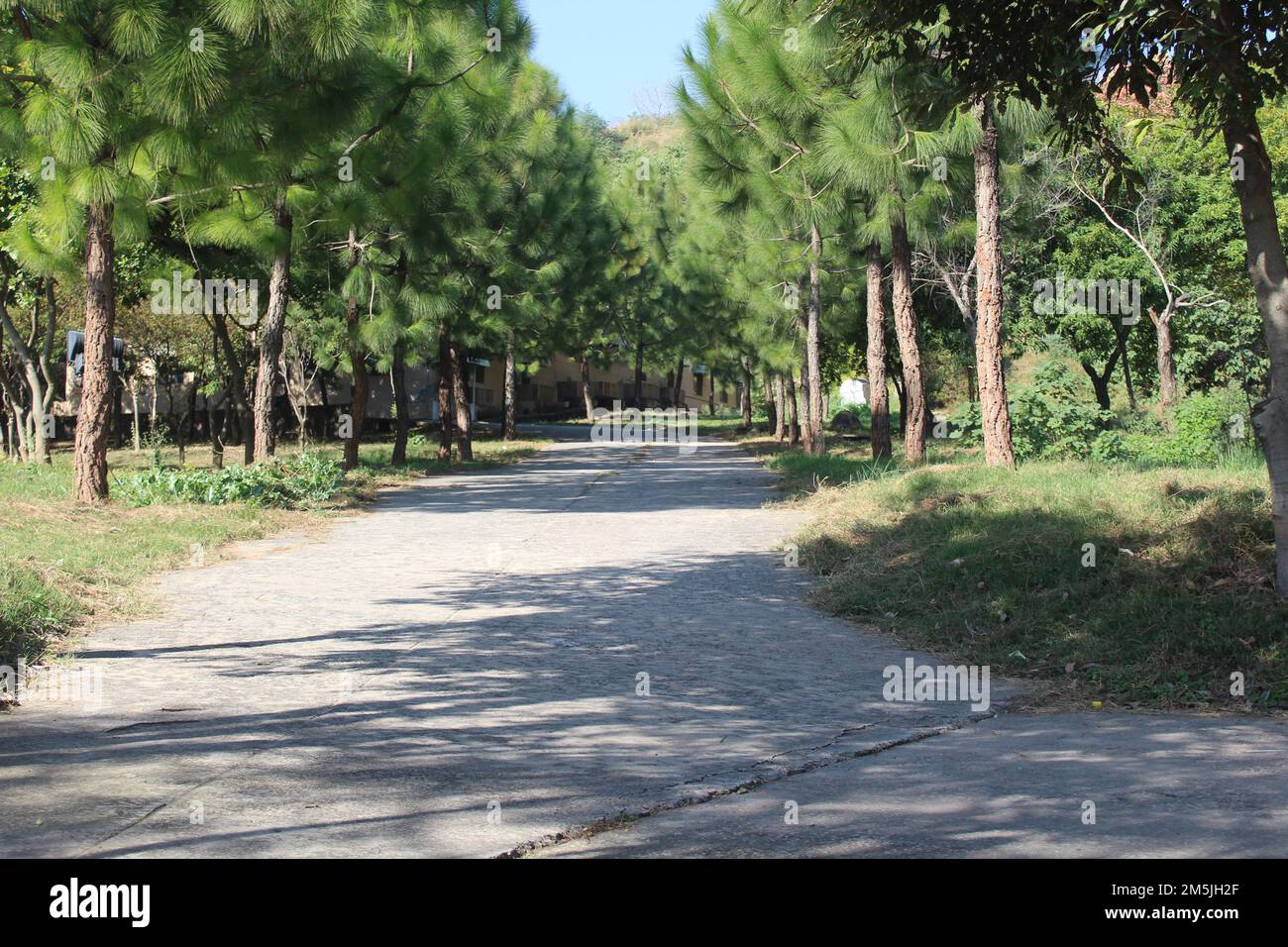 Curvy walkway path surrounded by green trees Stock Photo - Alamy