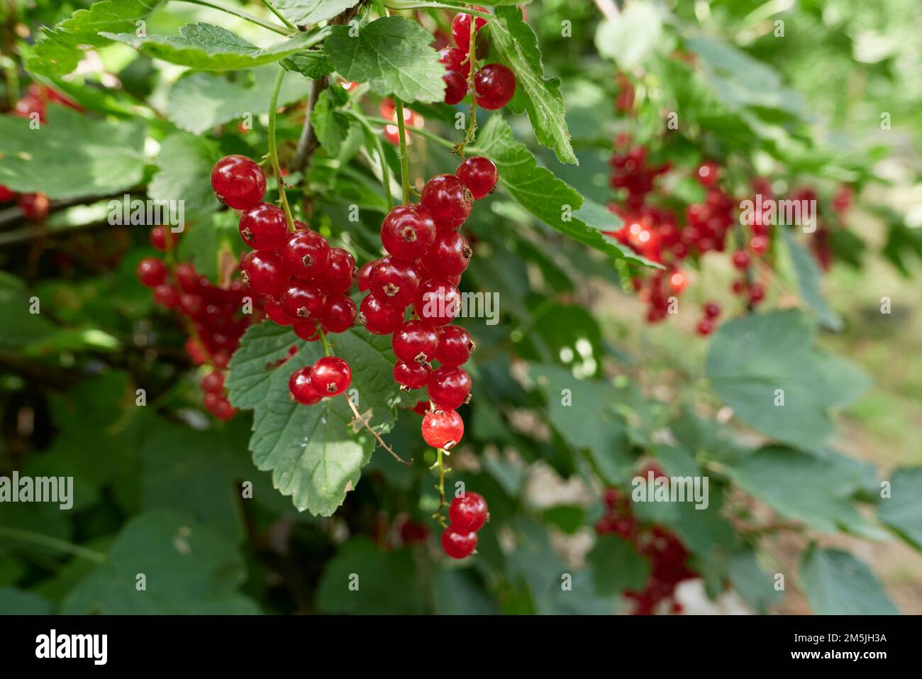 Healthy fruit ribes rubrum plant hi-res stock photography and images ...