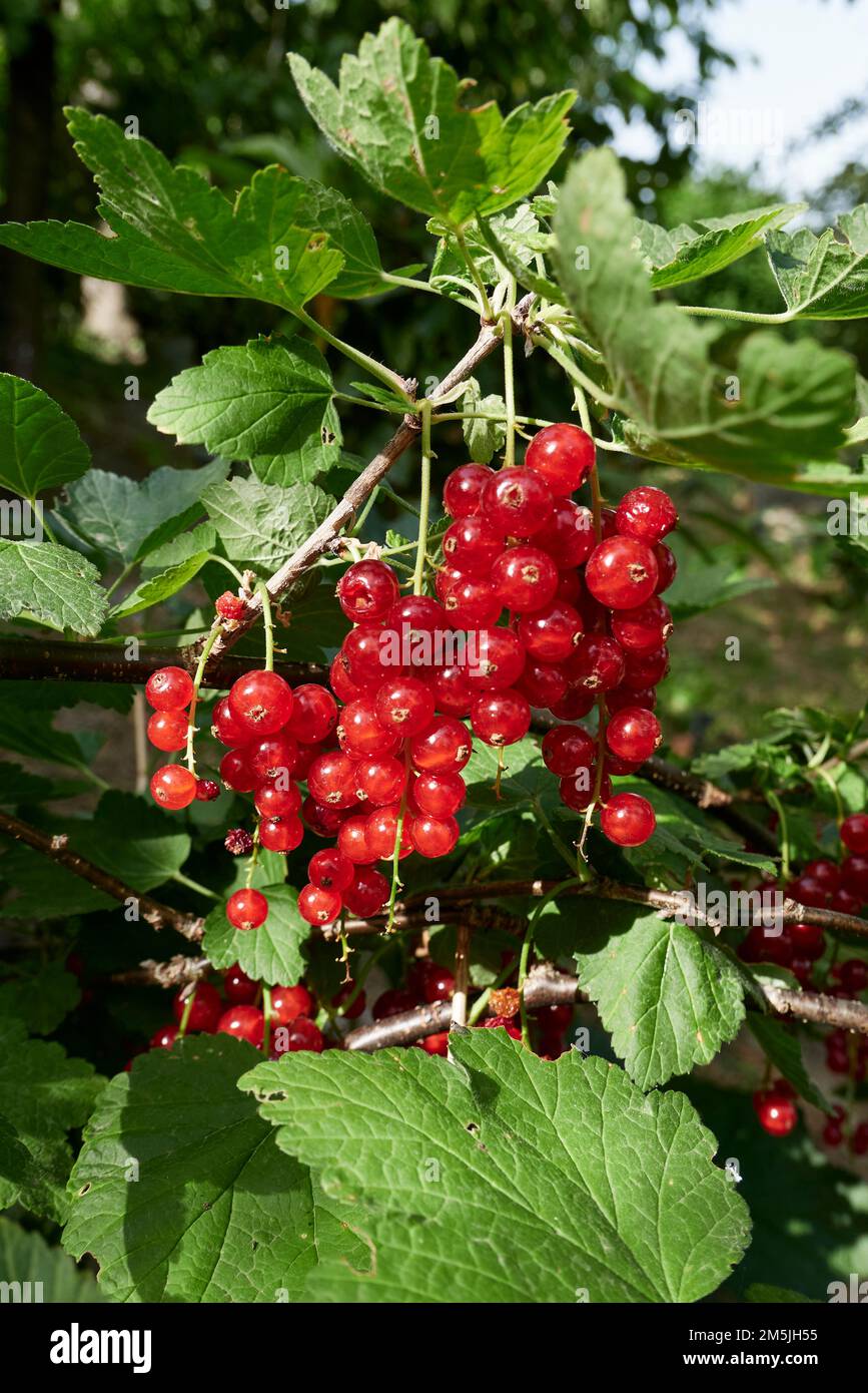 Healthy fruit ribes rubrum plant hi-res stock photography and images ...