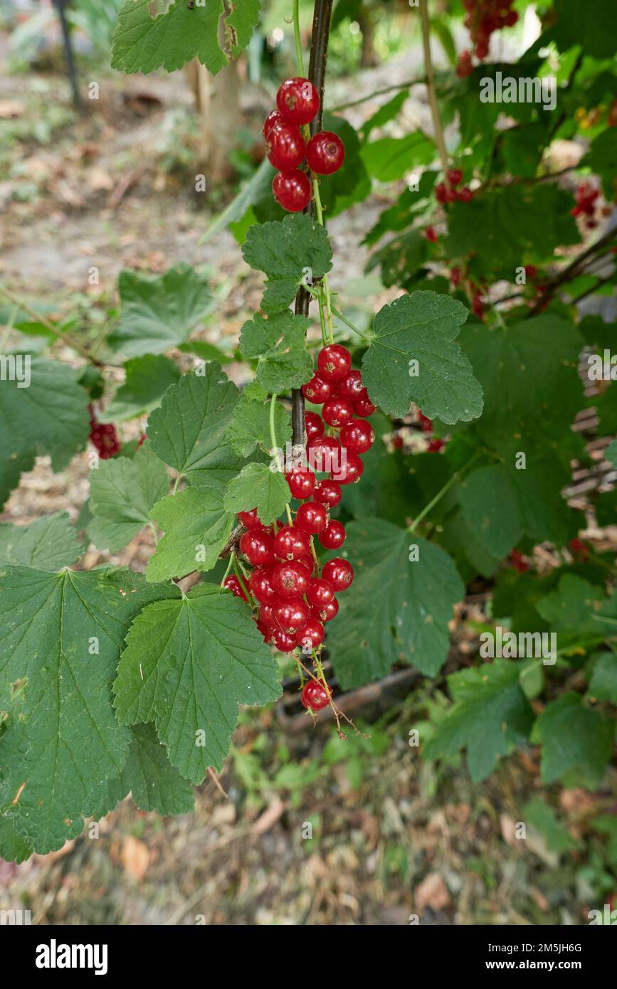 Healthy fruit ribes rubrum plant hi-res stock photography and images ...